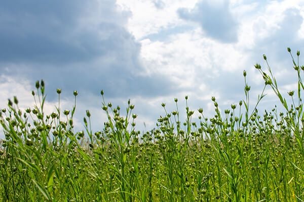 Lijnzaad: Alles wat je wilt weten over dit superzaadje | Albert Heijn