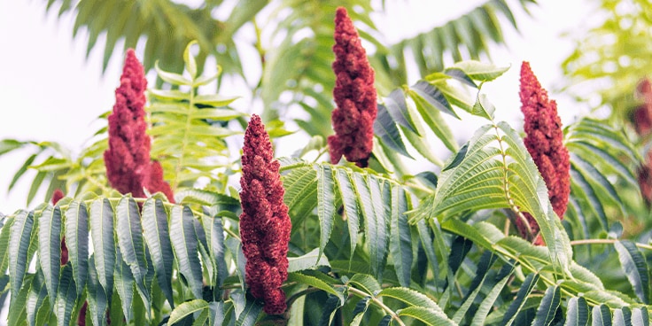 Top 5 gezonde fruitsoorten | Albert Heijn