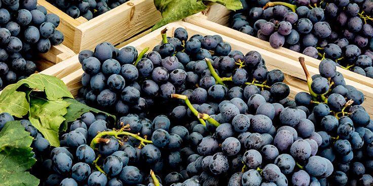 8x rode wijnsoorten die je moet kennen