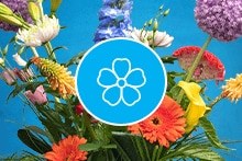 Albert Heijn assortiment: keuze uit ruim 21.000 producten | AH.nl