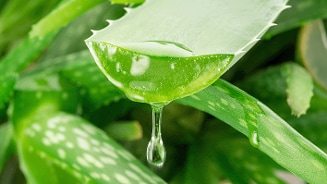 Aloë vera – 5 feiten en fabels | Albert Heijn