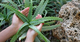 Aloë vera – 5 feiten en fabels | Albert Heijn