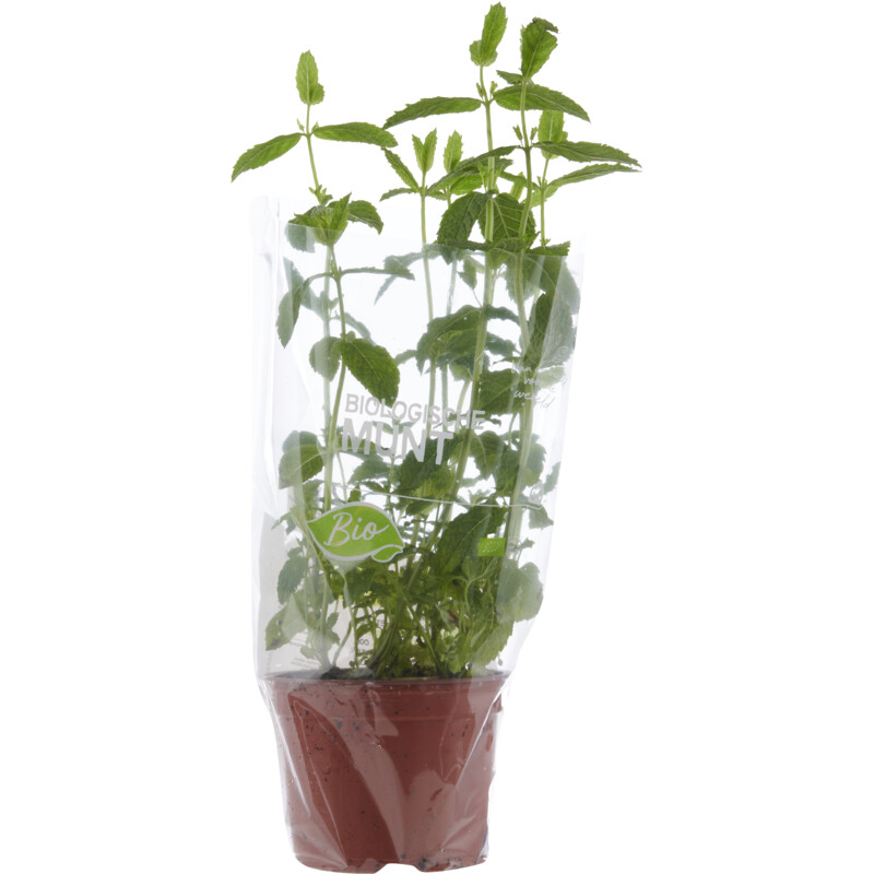 AH Biologisch Munt pot bestellen | Albert Heijn