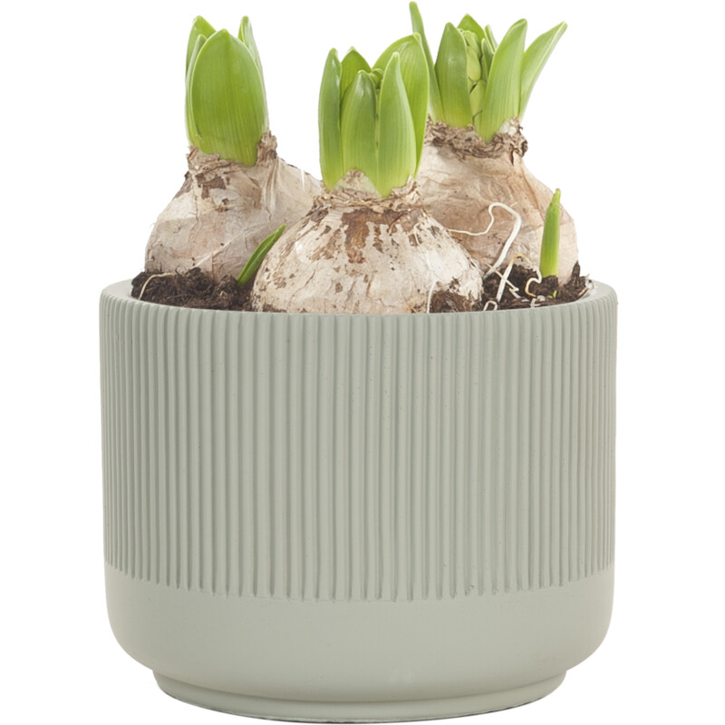 AH Hyacint in pot bestellen | Albert Heijn