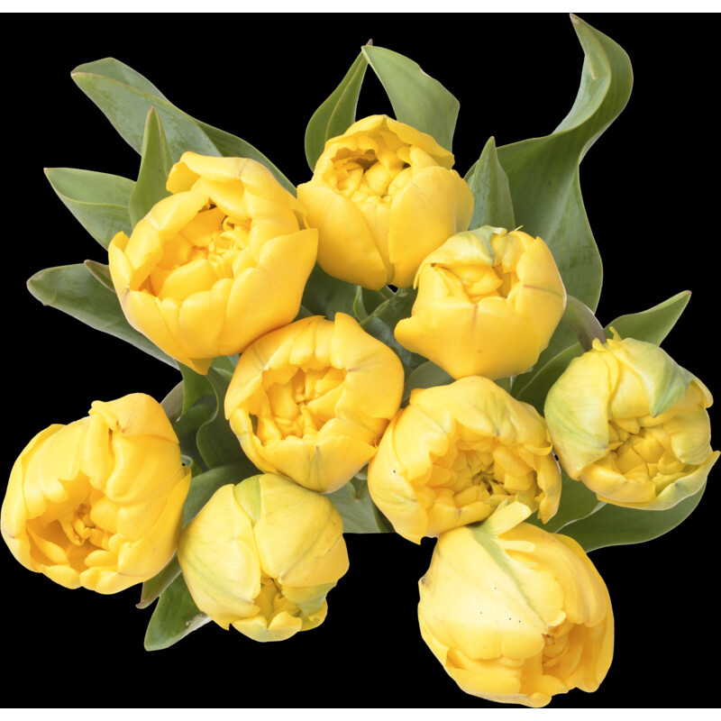 AH Pioentulpen geel oranje bestellen | Albert Heijn