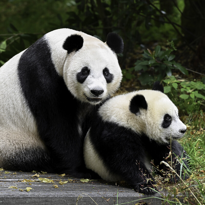 Ouwehands dierenpark entree bestellen | Albert Heijn