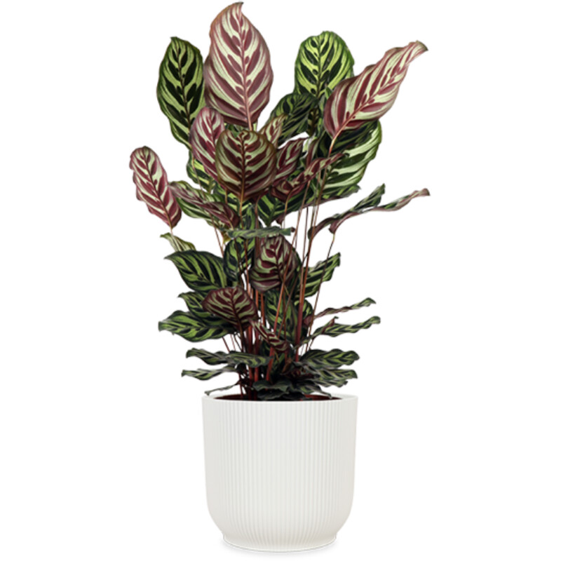 AH Calathea makoyana 21 teelt bestellen | Albert Heijn