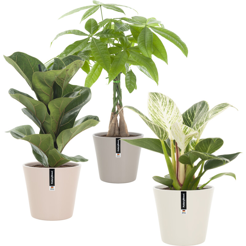 AH Groene plant in pot bestellen | Albert Heijn